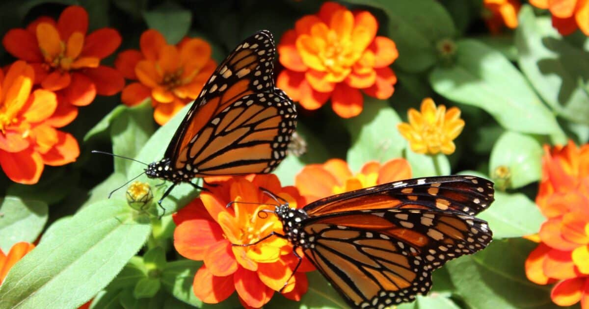 Brooke's Butterfly Bash Set for January - Alive Tampa Bay