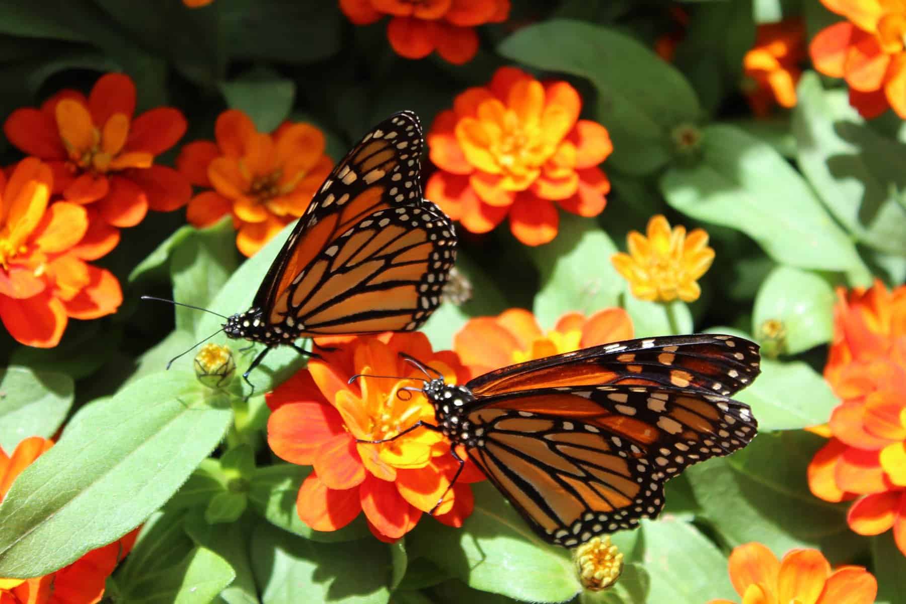 Brooke's Butterfly Bash Set for January - Alive Tampa Bay