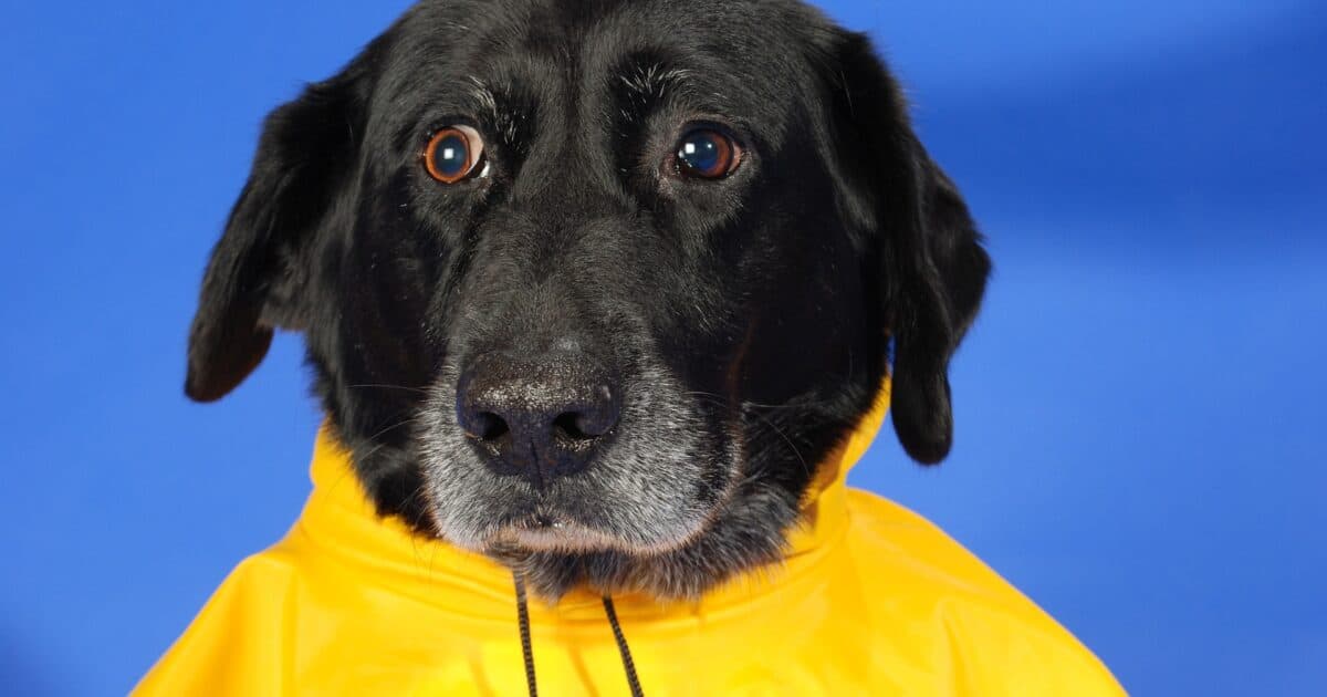 Happy Tails - Alive Tampa Bay