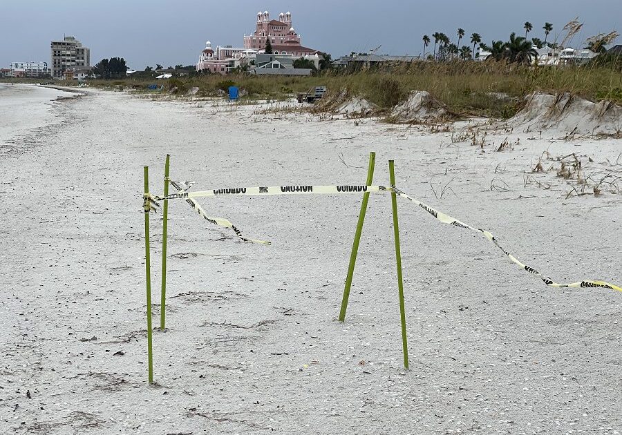 An Awe-Inspiring Sight - Alive Tampa Bay